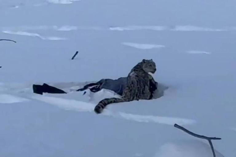 Skier bitten in face by snow leopard as horrifying video shows animal ...