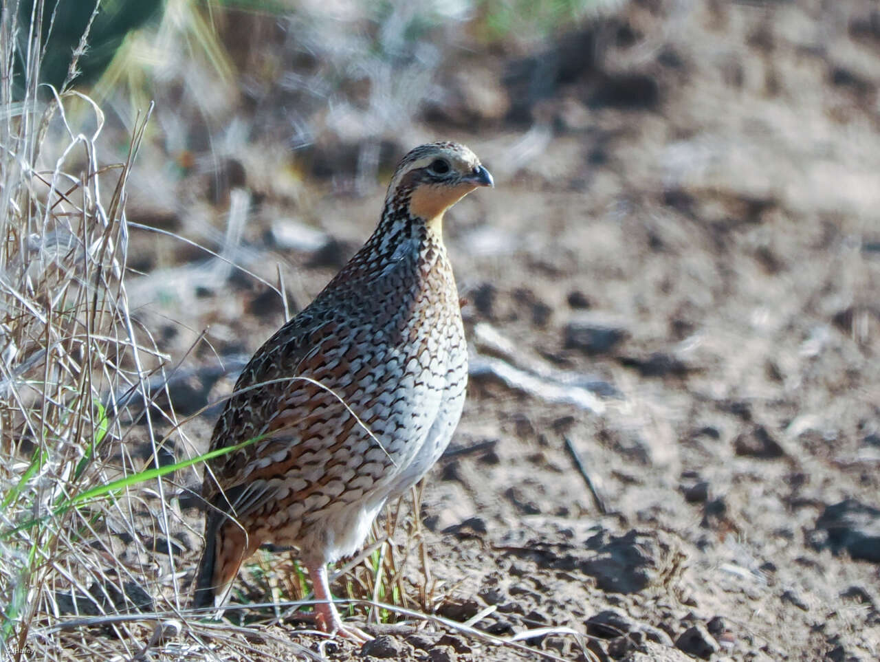 Outlook: Birders to descend on Laredo for 14th annual festival along ...