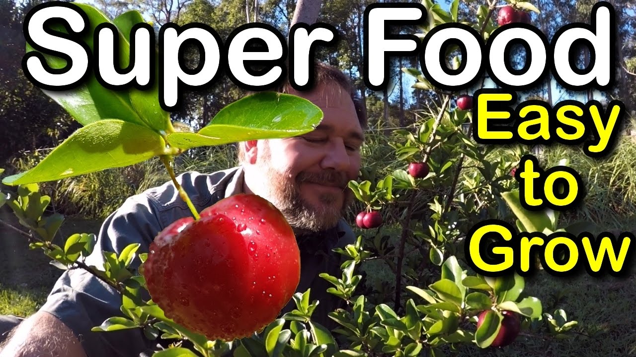 Try growing Barbados cherry for hot climates (low chill) – how to superfood