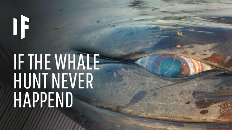 What if humans never began the slaughter of whales?