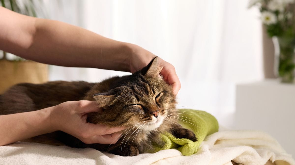 Why a cat's purr is more telling than its meow