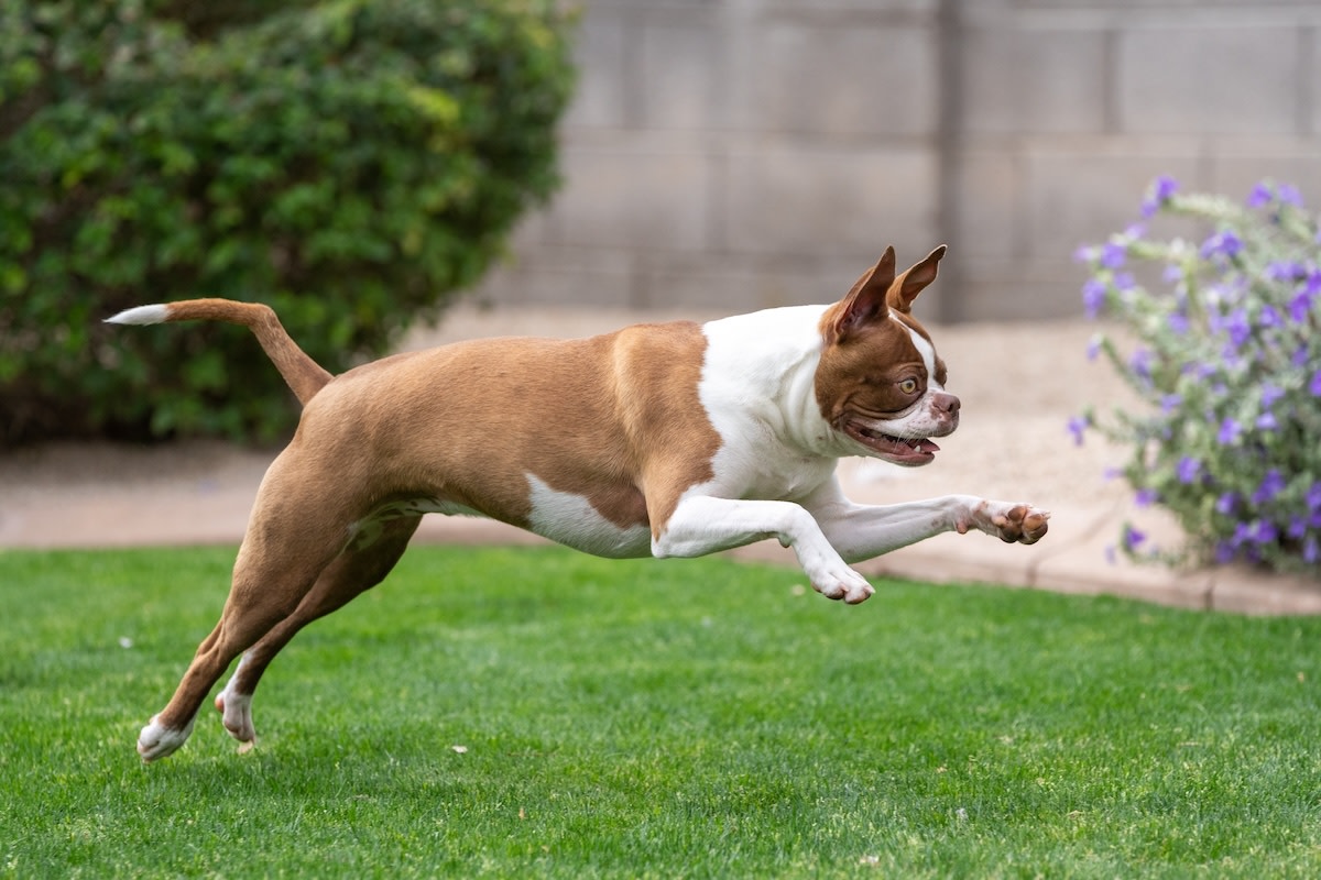 Rescue Boston terrier 'falling in love' with mandarin oranges is a real ...