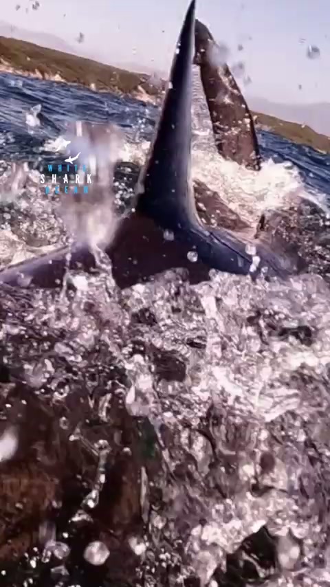Great white shark with big lunge through the surface