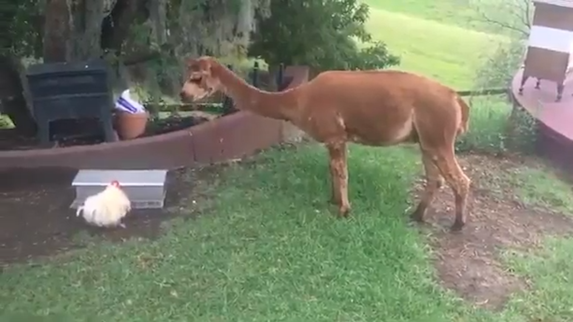 The chicken has figured out how her feeder works, now closes it in time ...