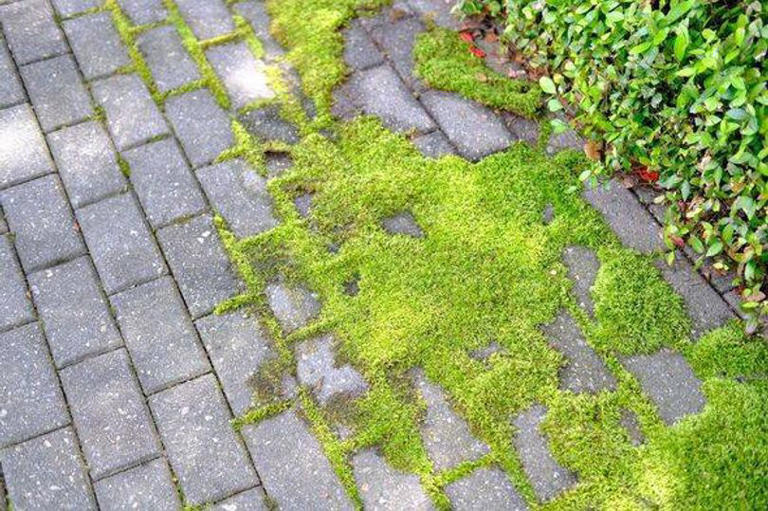 Swap pressure washers for 1 natural item to remove moss from patios