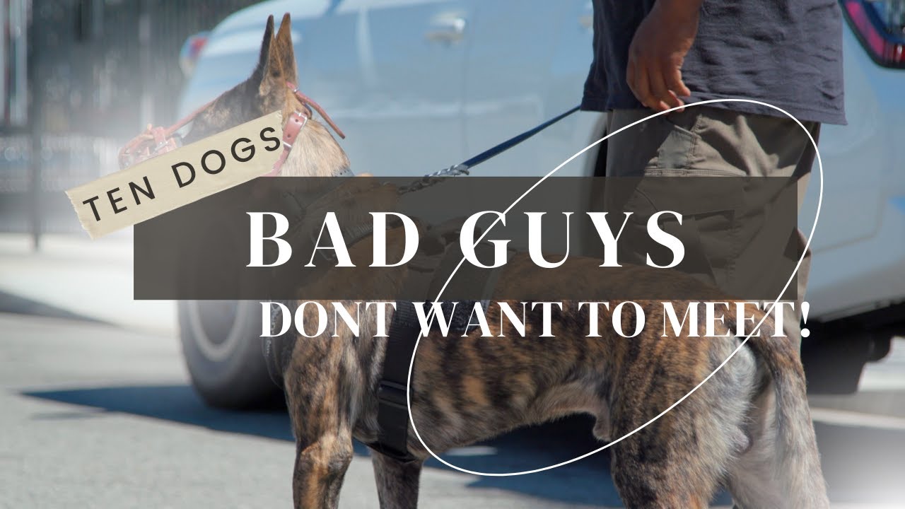 Ten dogs bad guys don't want to encounter