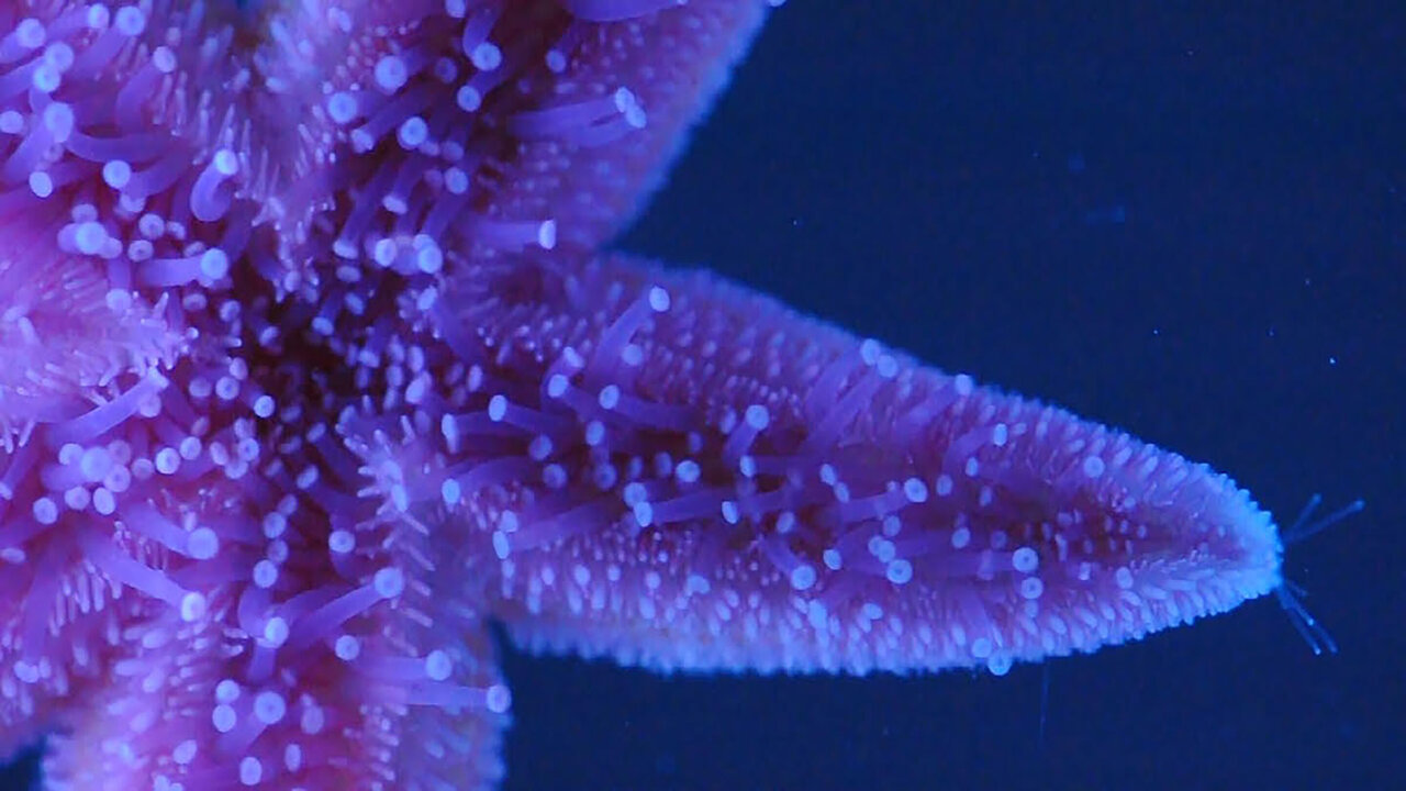 How starfish control tube feet without a central nervous system or brain