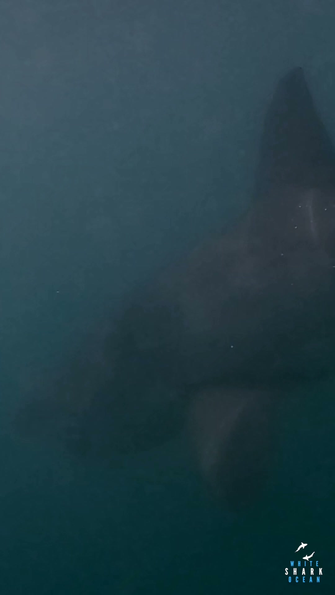 Great white shark mouth and head movement #shorts