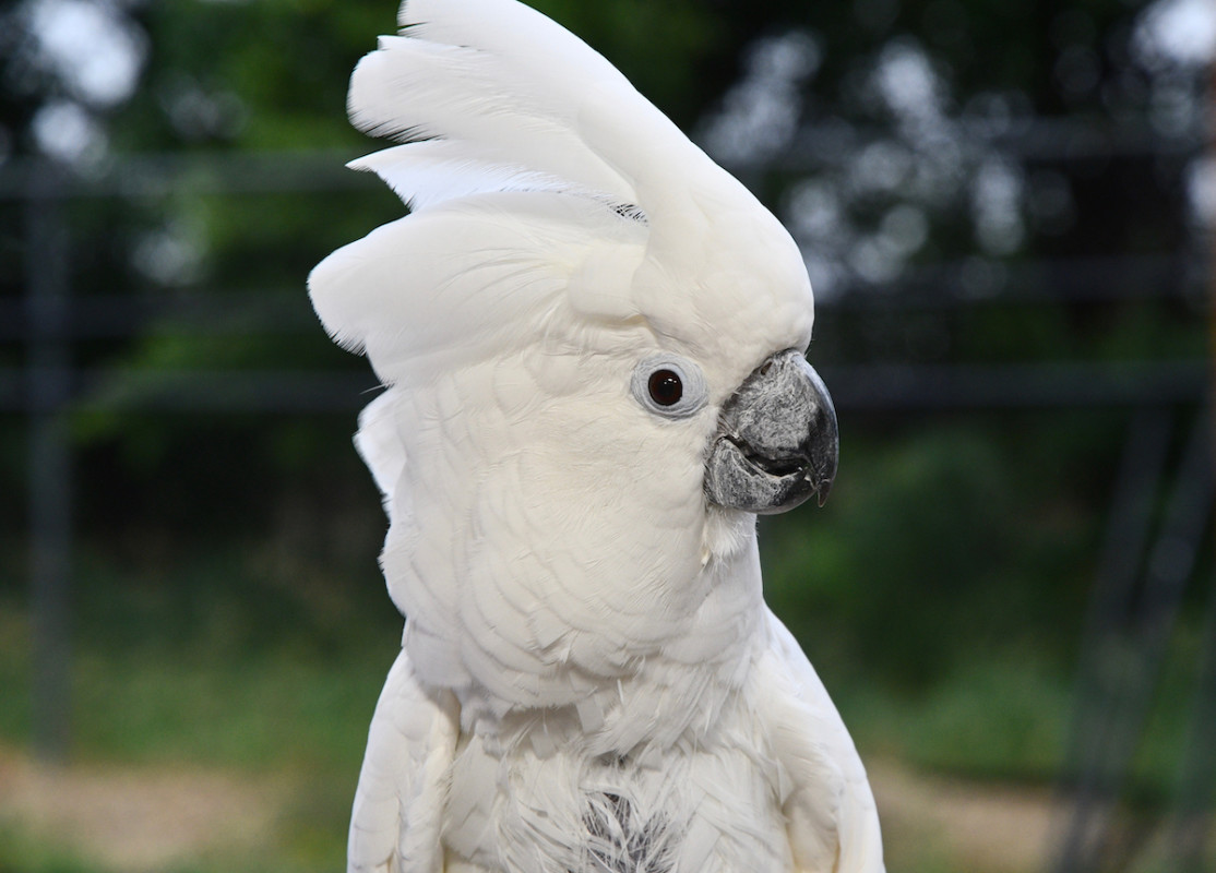 Cockatoo's precious dance to catchy little tune will make your day brighter