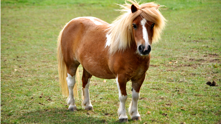 Watch Kiwi the mini horse nod yes when asked if he wants a cookie!