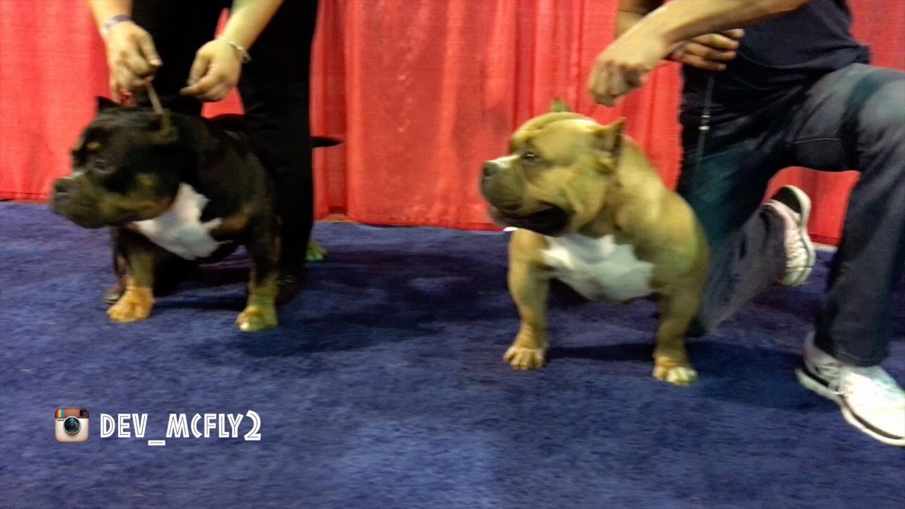 AMERICAN BULLY SHOW THE UNITED BULLY BREED EXPO IN OHIO