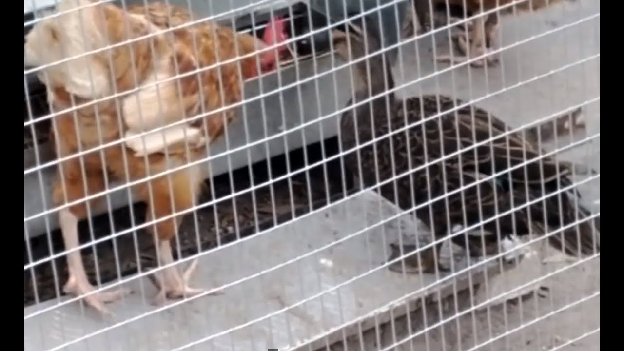 Wild Ducks Using Grandpas Chicken Feeder.mp4