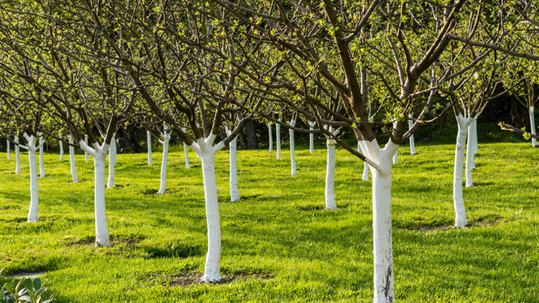 If you see a tree painted white, don't ignore it! Here's what it means