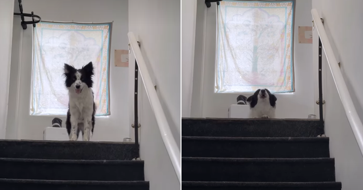 Dog's way of 'beefing' with owner amuses the internet