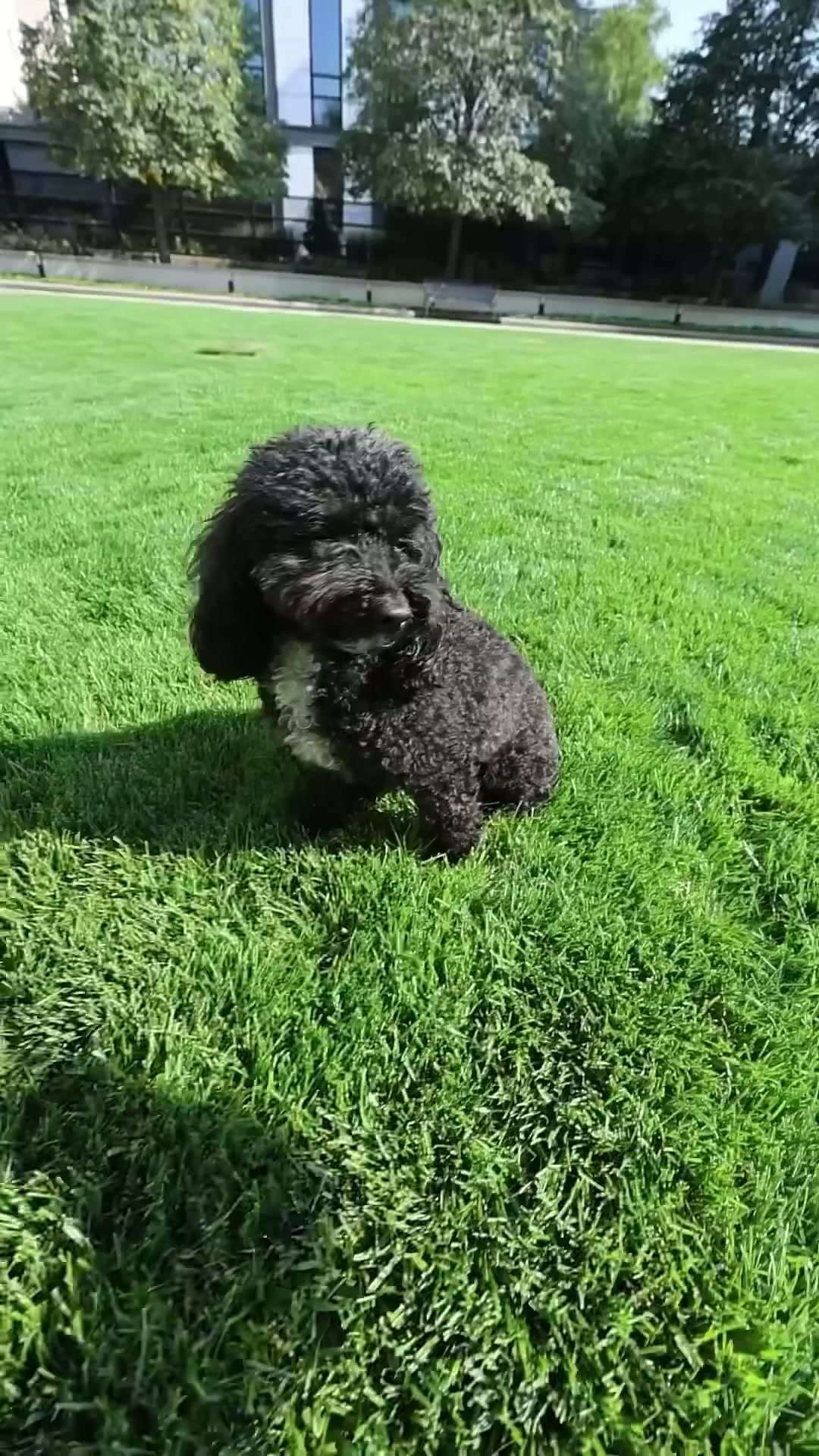 Dog brushing routine?