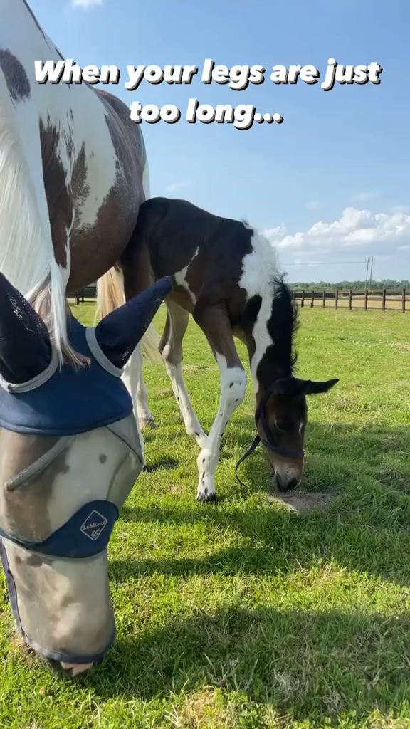 Gangly week old foal learns how to use those long legs