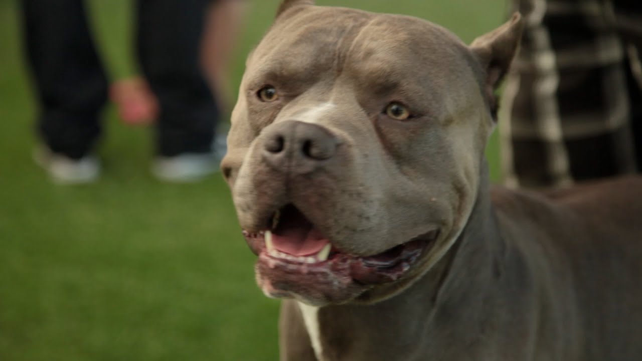 NEW AMERICAN BULLY REGISTY - USBR