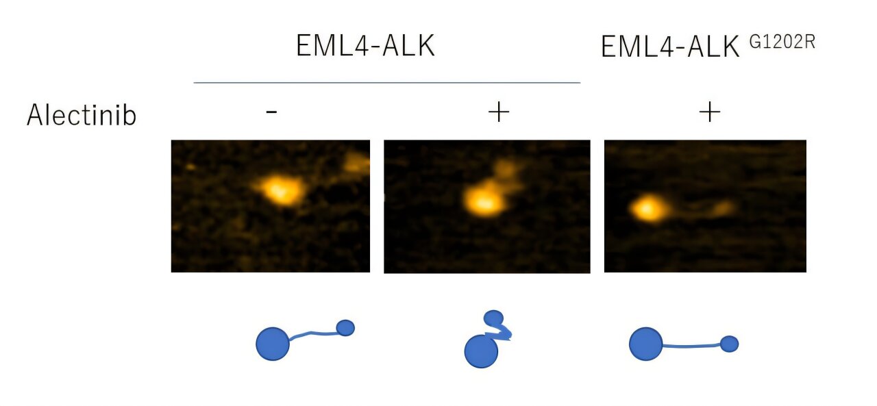 Visualizing how cancer drugs reshape proteins linked to lung cancer
