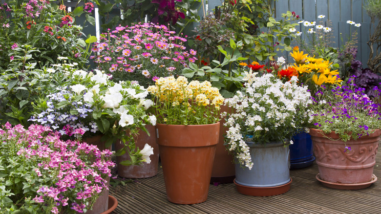 Pots vs planters: What is the difference really? And which do you need?