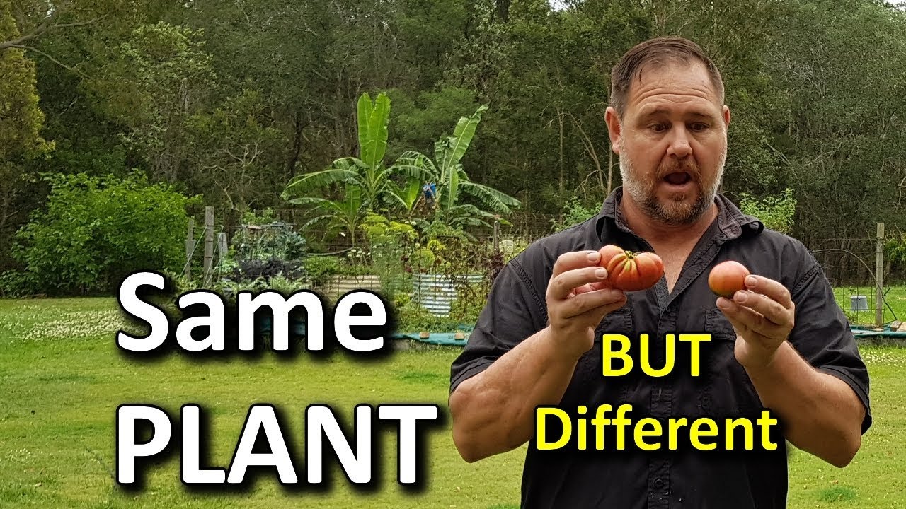 Two different tomato fruit on same plant!