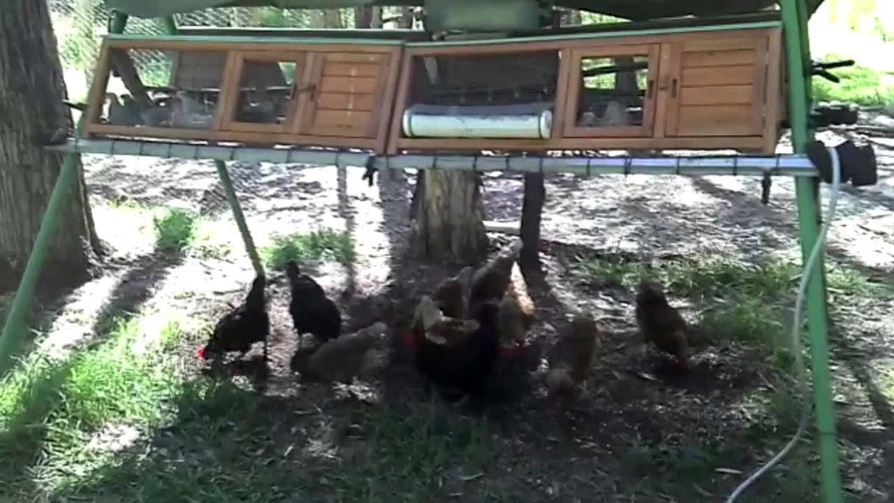 Quail stand cage made from recycled kids swing set