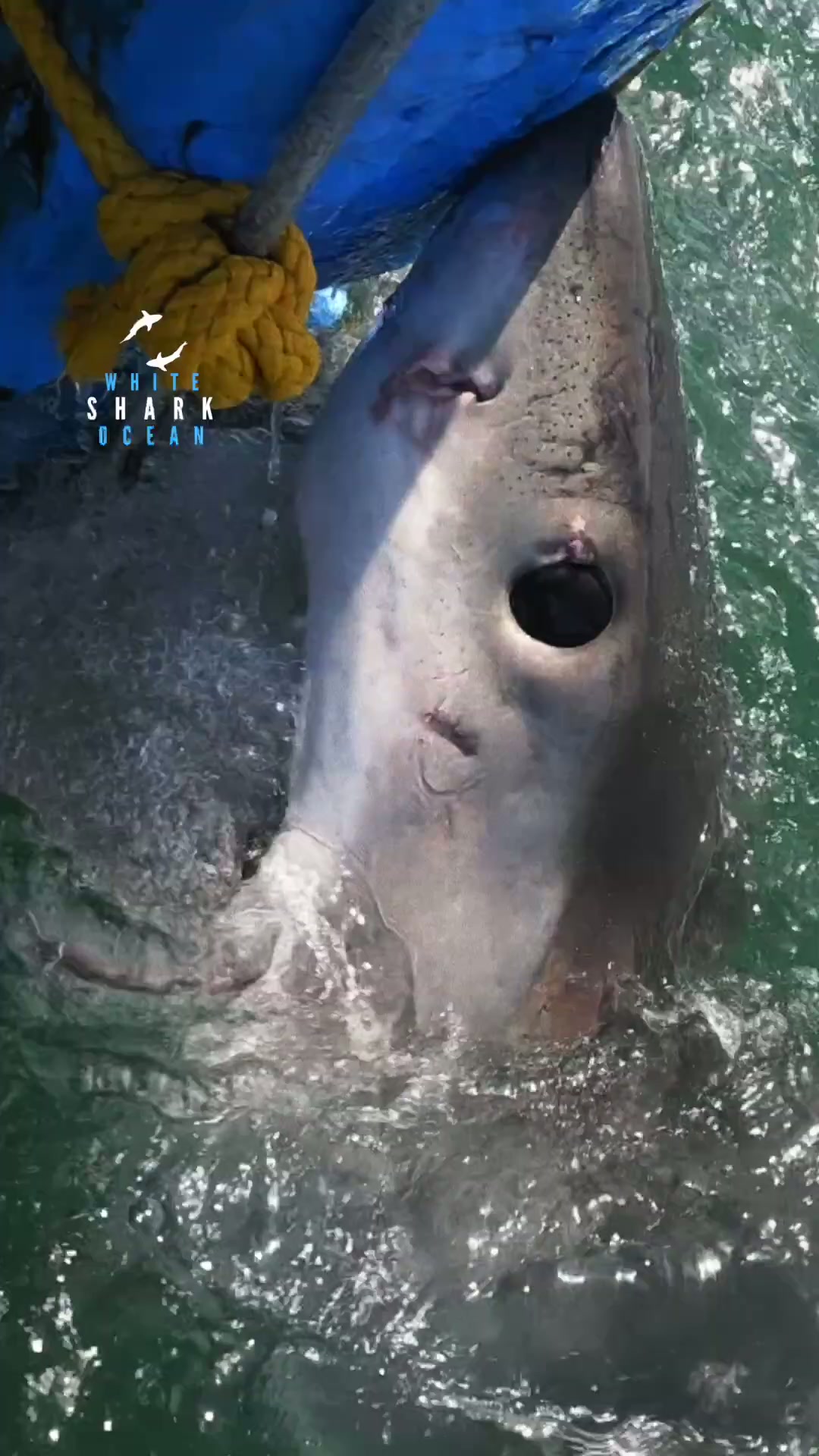 Great white shark mouthing the cage to figure out what it is
