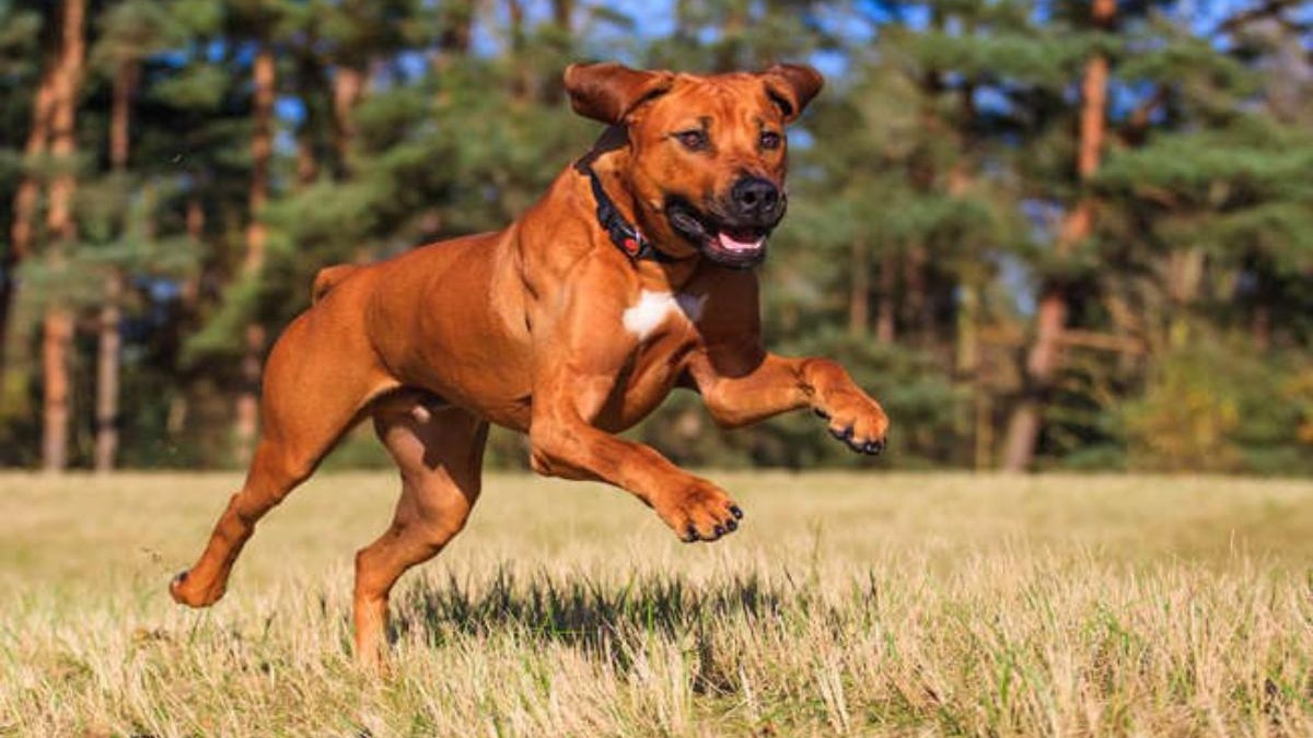 Vets Say Flea and Tick Protection Is Now a Year-Round Ruleand These ...