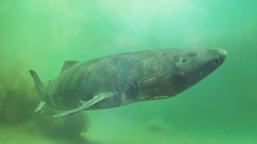 Scientists research how Greenland sharks live for hundreds of years