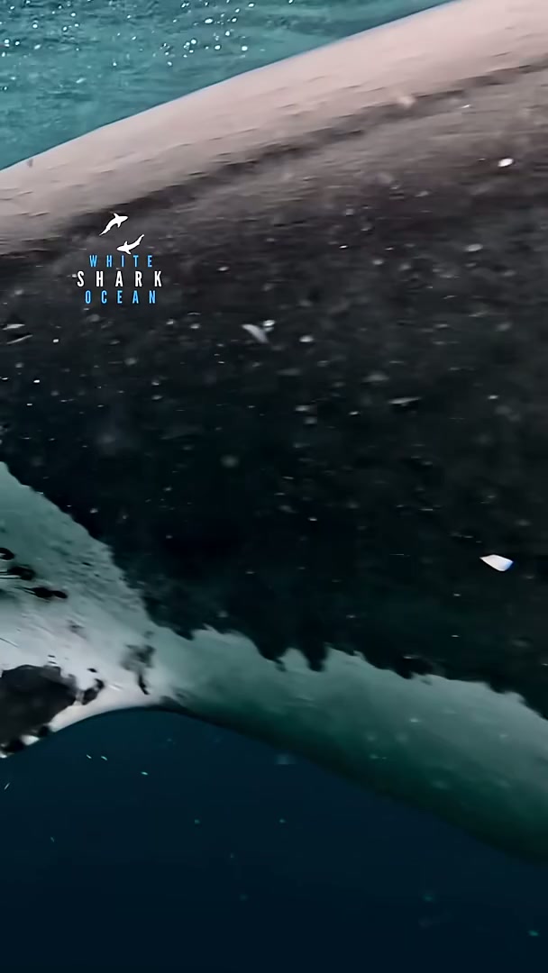 Two great white sharks together in New Zealand