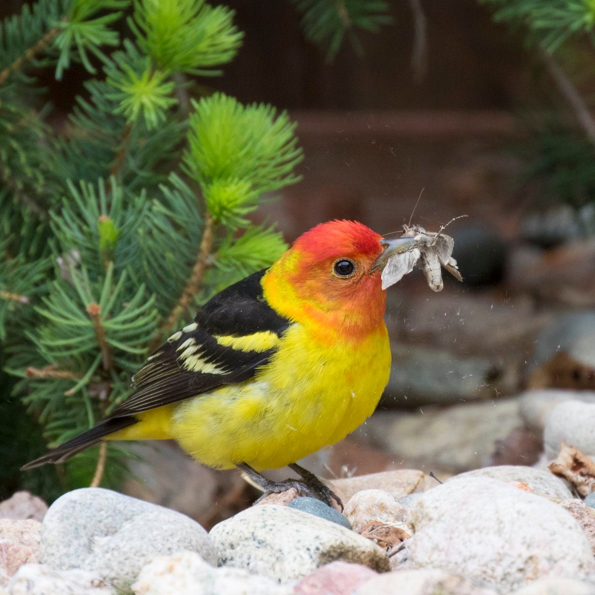Meet the western tanager