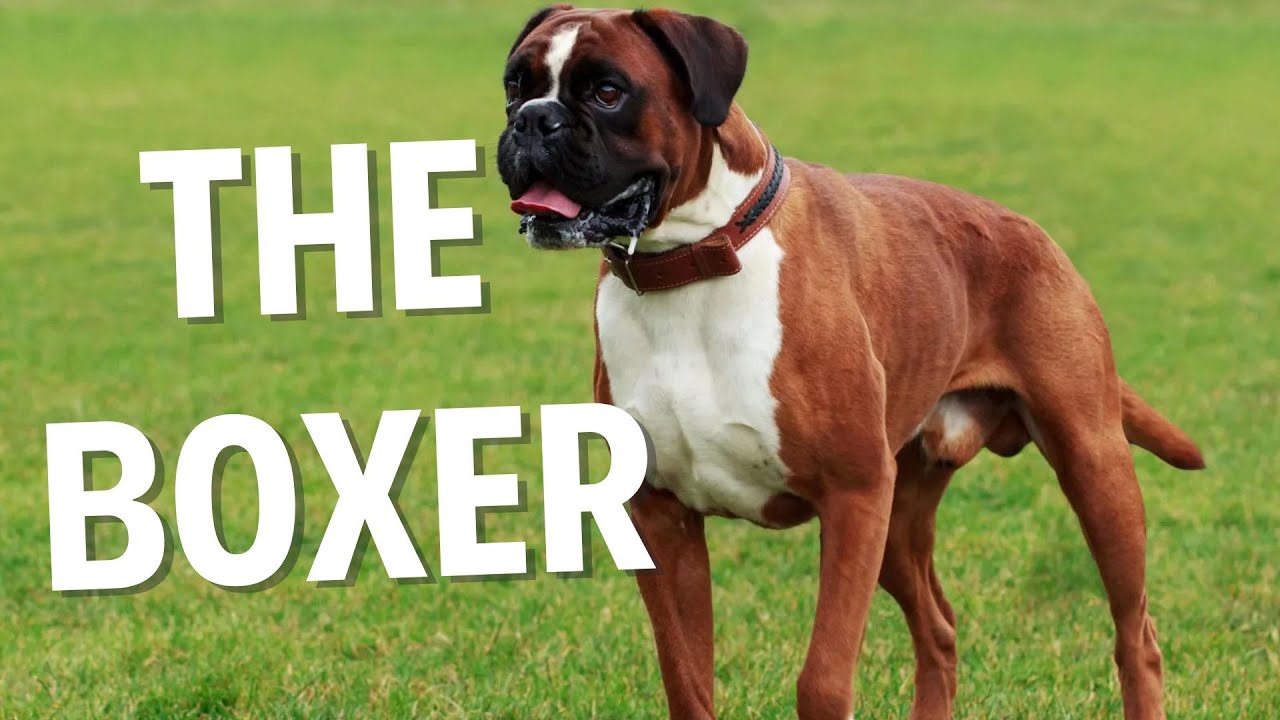 Boxer dogs: The good, the bad, & the ugly