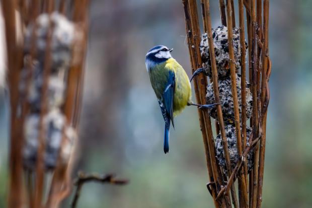 RSPB Big Garden Birdwatch: Your best Wirral bird photos revealed