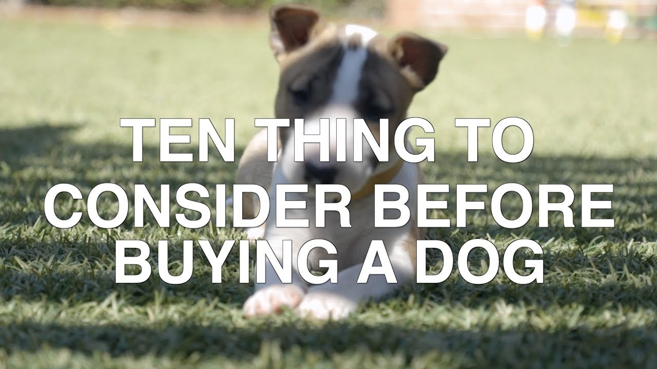 10 things to consider before buying a dog