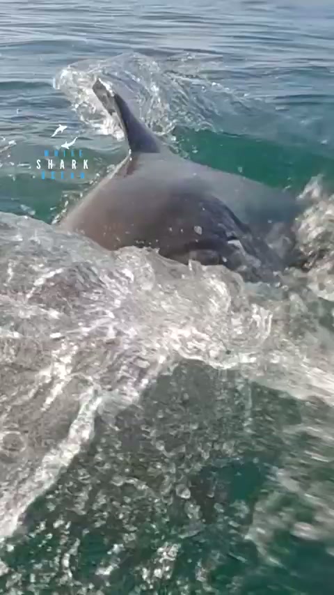 Big Great White Shark Blasts Through The Surface With Jaws Open