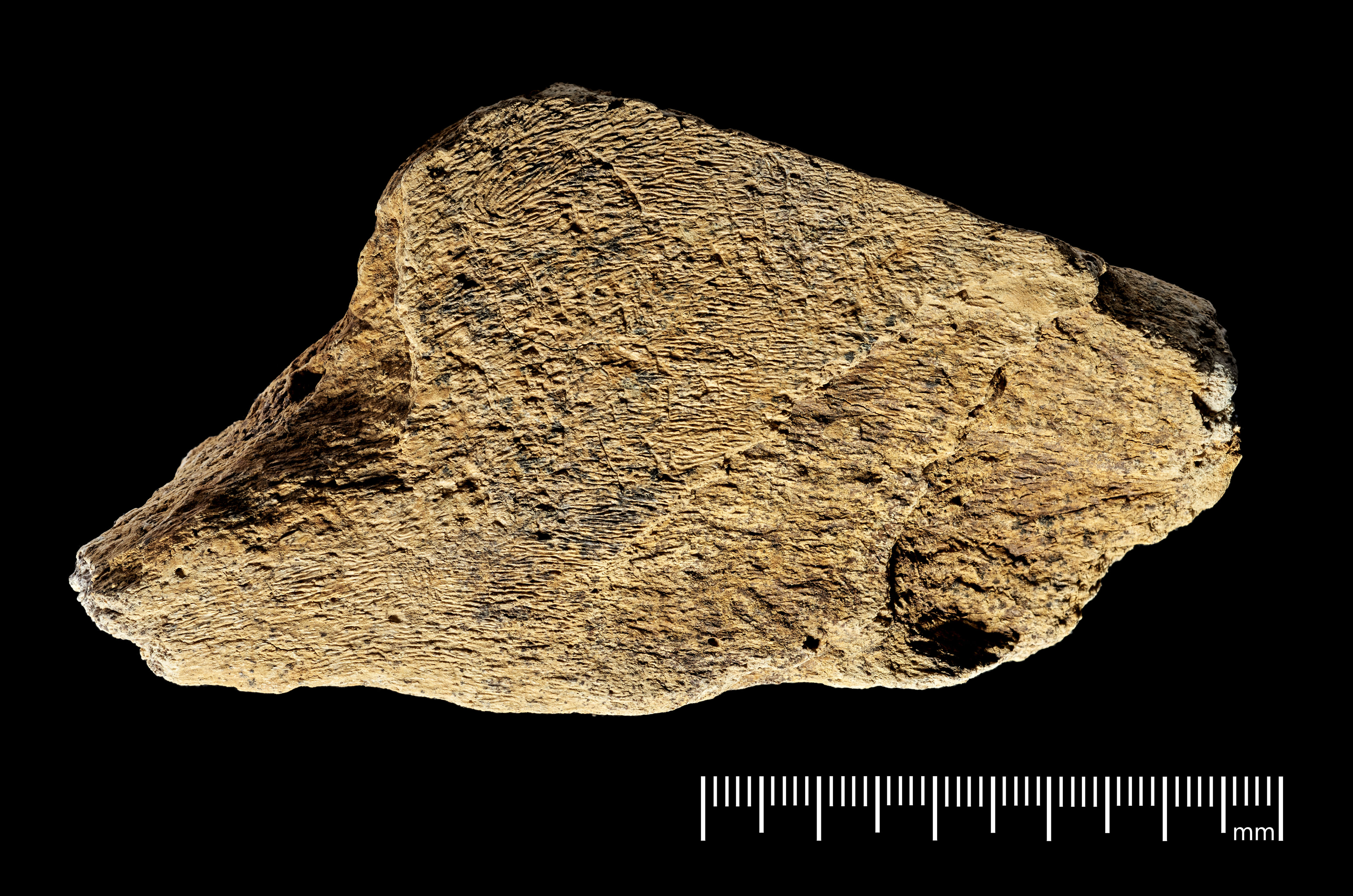 This hammer created from an elephant bone 480,000 years ago may be the ...