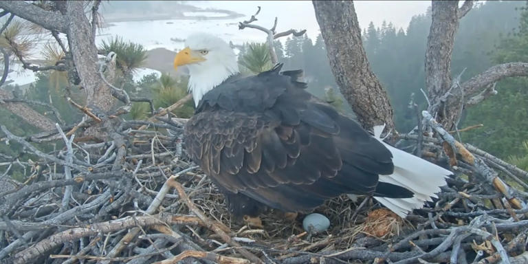 Famous Big Bear Valley bald eagles welcome their first egg of 2026 ...