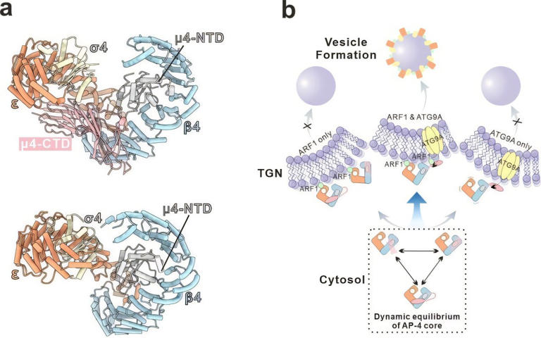 Cryo-EM structures reveal conformational dynamics behind AP-4 membrane ...
