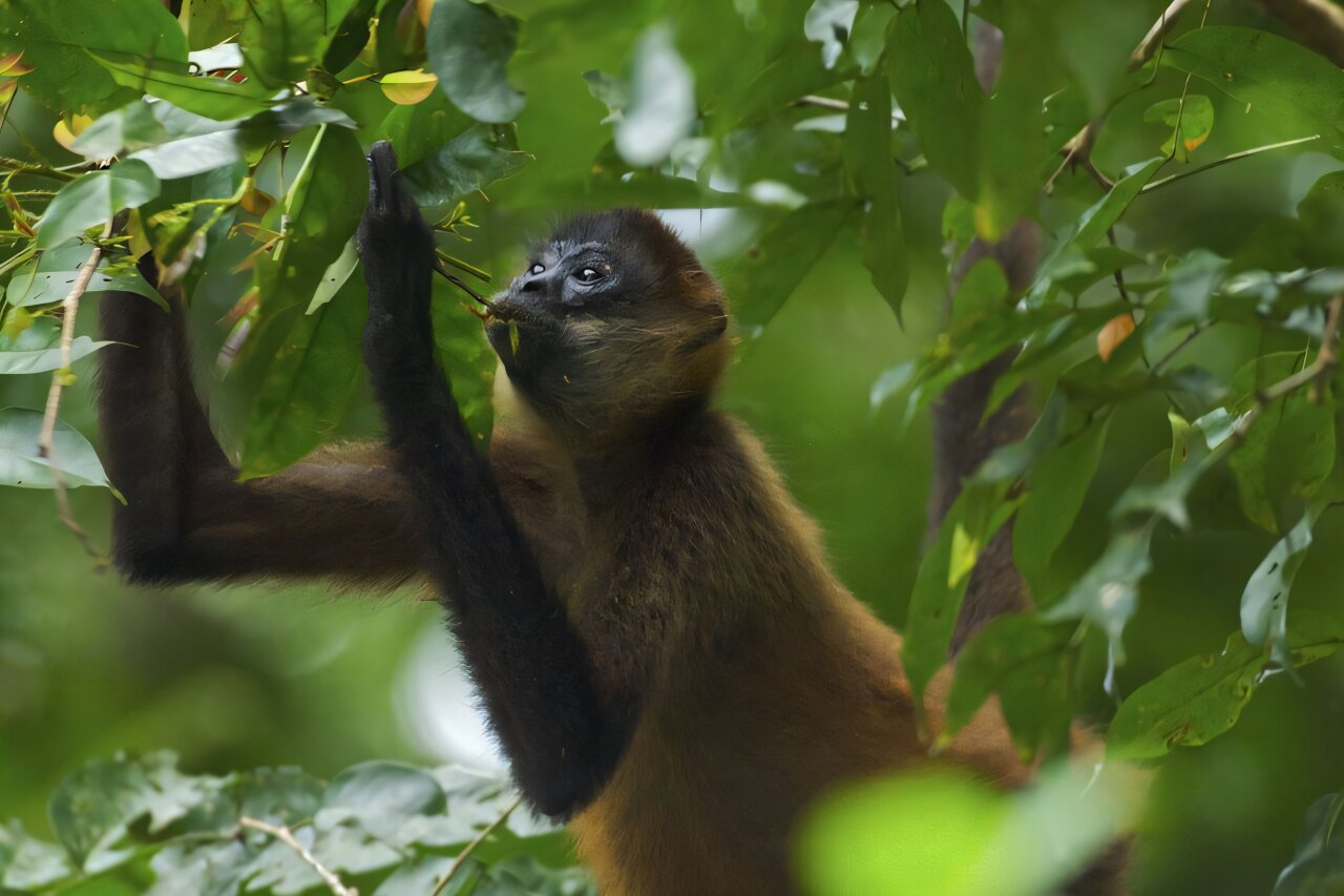 Spider monkeys pool their knowledge to find the best fruit