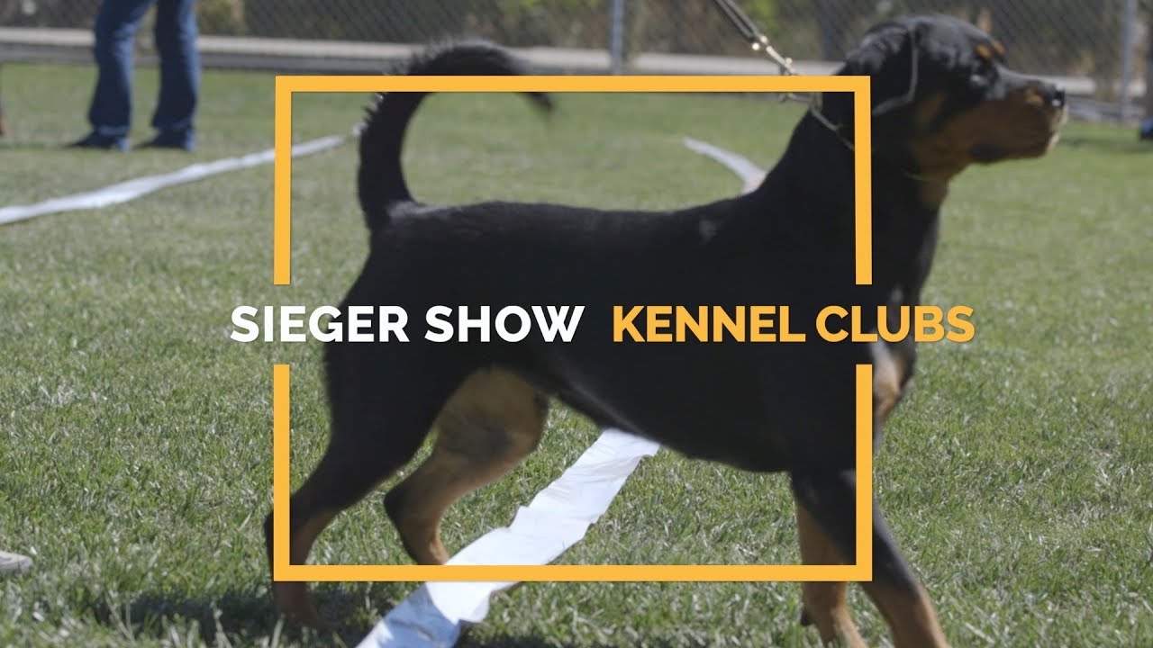 Judging rottweilers Sieger vs. Kennel Club shows