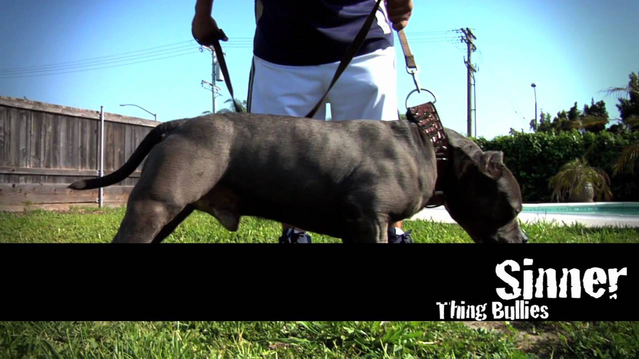 American bully kennel - thing bullies
