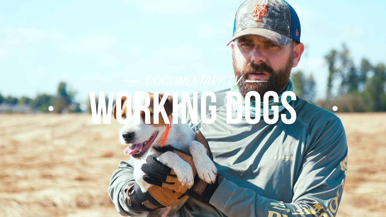 Discover six types of working dogs!
