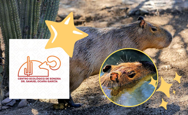 El Capibara se convierte en la estrella del momento en el Centro ...