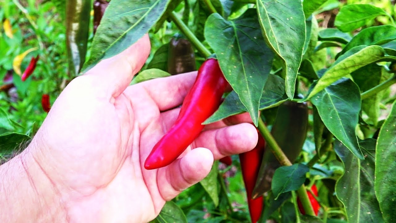 How to grow chilli peppers all year round