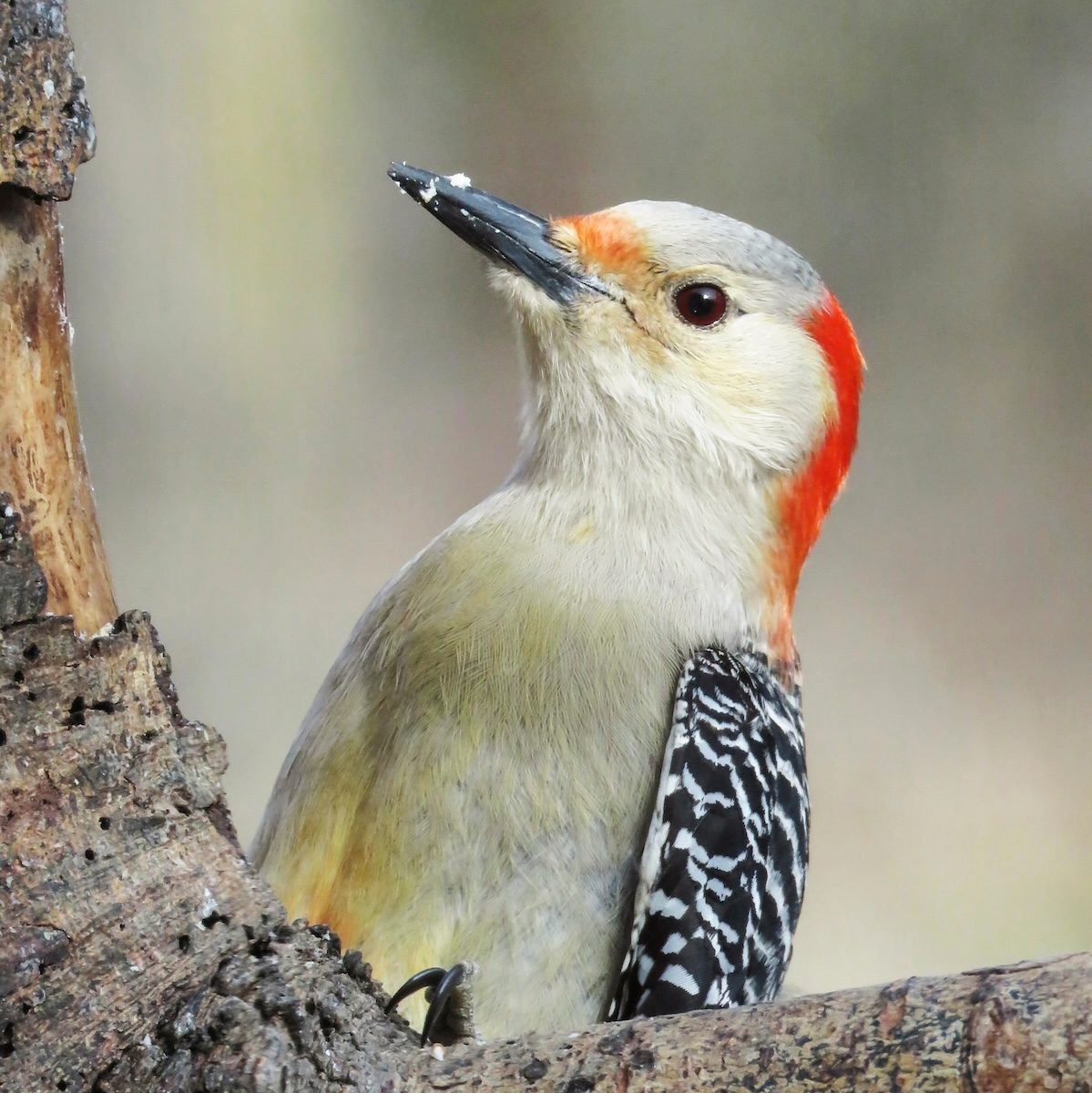 All about the red-bellied woodpecker
