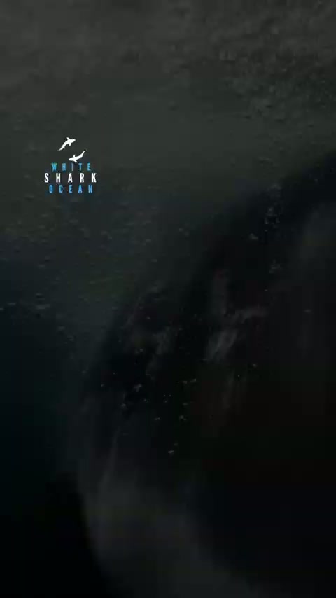 Great white shark with cupid arrow scar