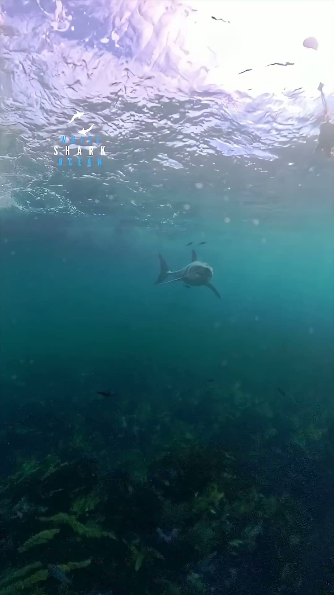 Great white shark cruising in the shallows as divers watch