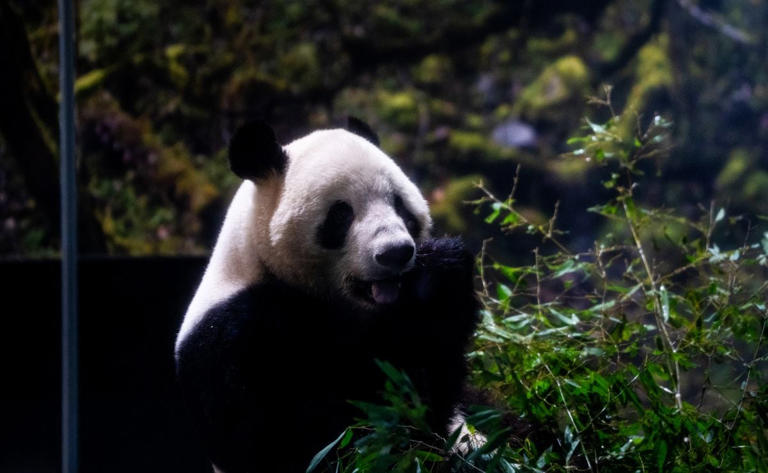 Japón se despide de los pandas Lei Lei y Xiao Xiao; tensiones ...