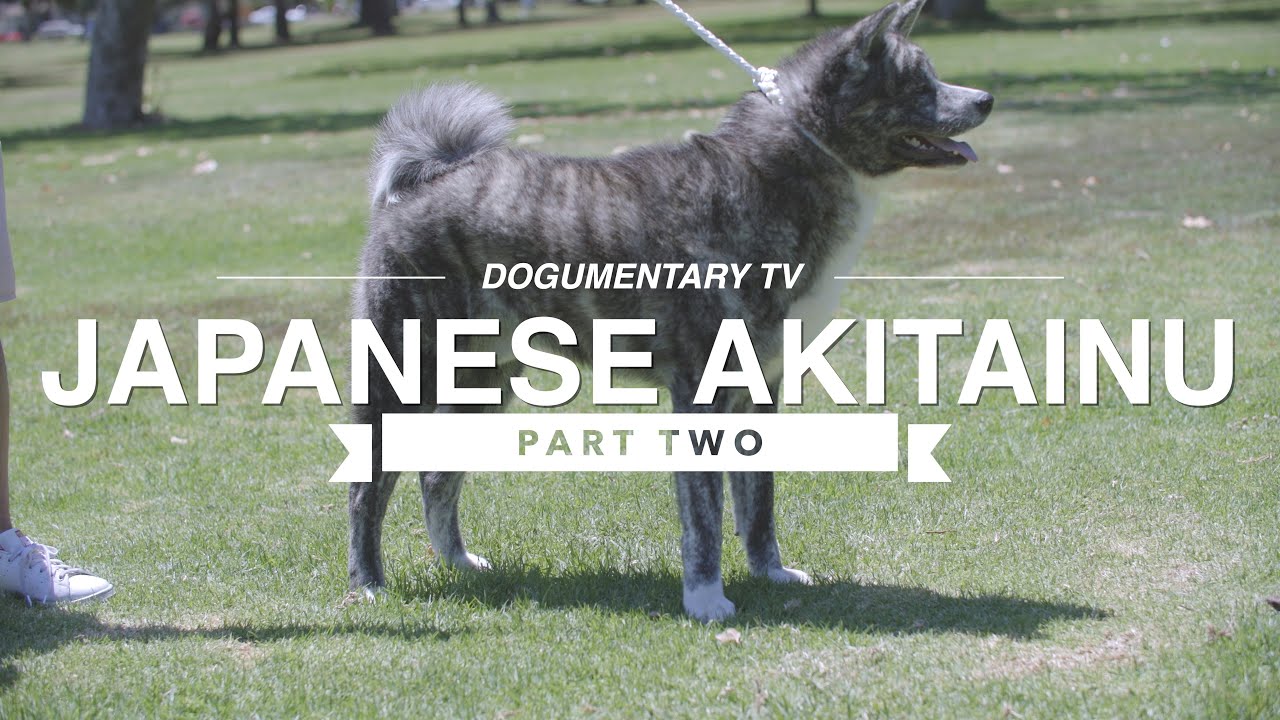 All about Japanese Akita Inu