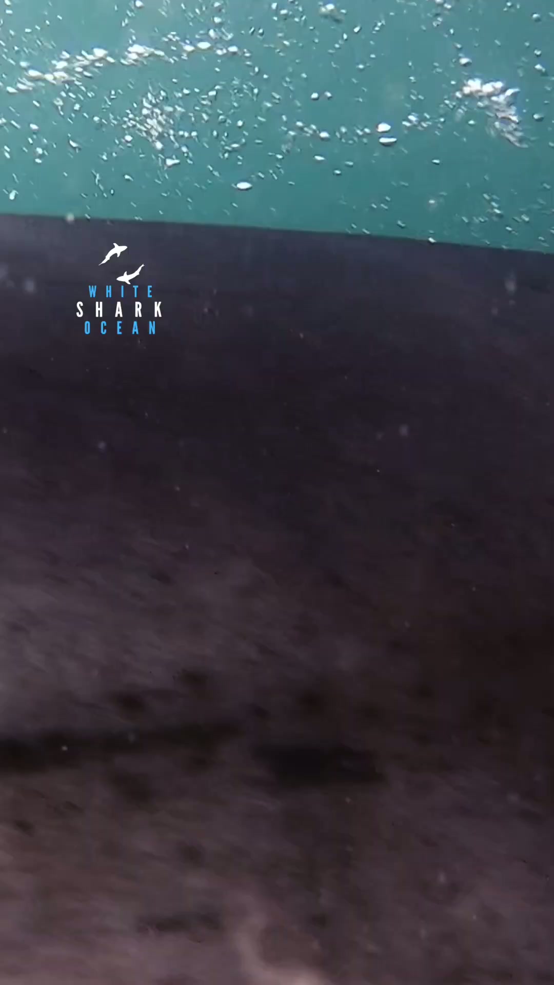 Big Great White Has Scars On Its Face