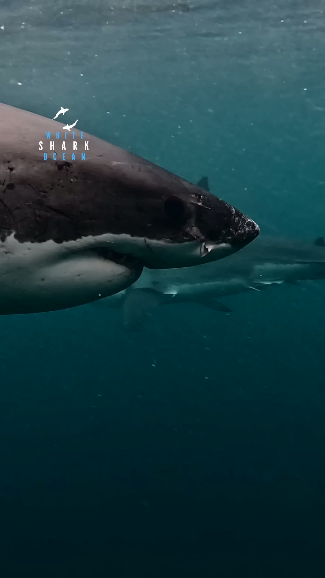 Two great white sharks passing by in opposite directions